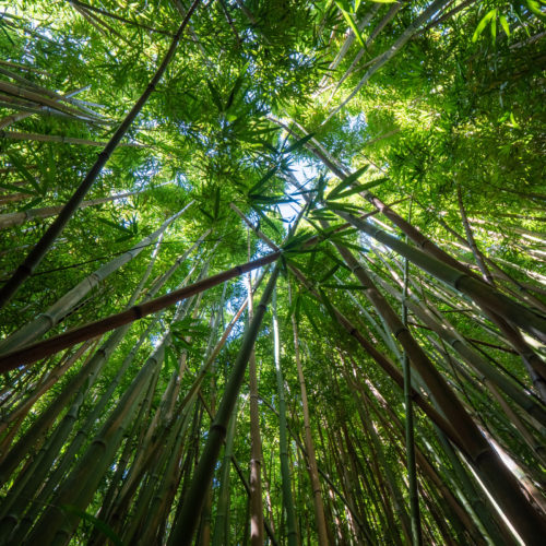 Bambù: il materiale simbolo della sostenibilità - Bioecolution